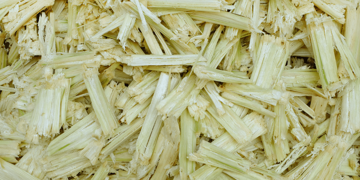 Bagasse: An Eco-Responsible Alternative to Plastic